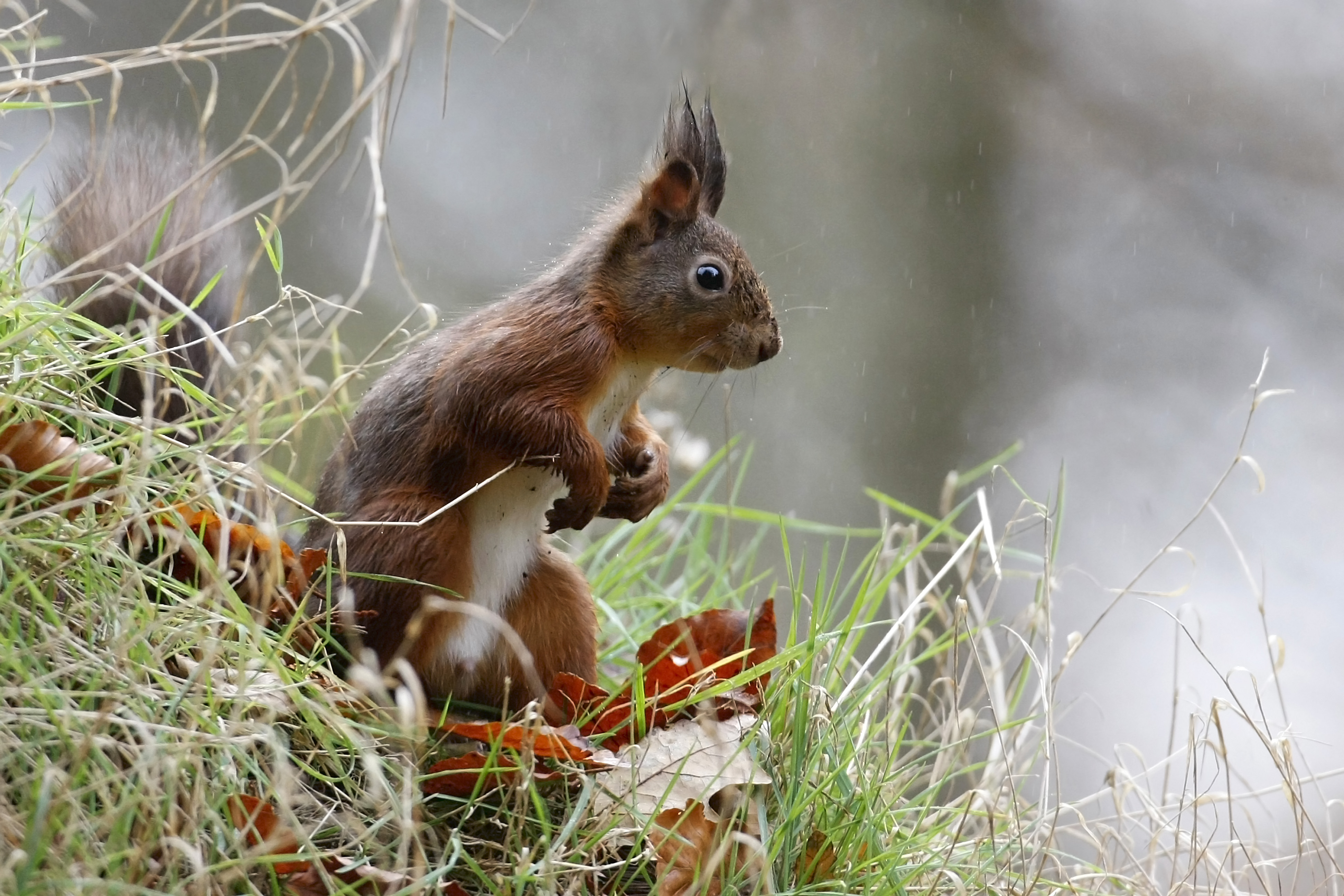 Back to Basics - Track and Trails – Ring of Gullion