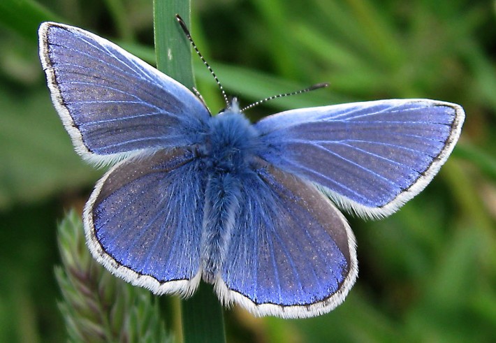 Butterfly Monitoring