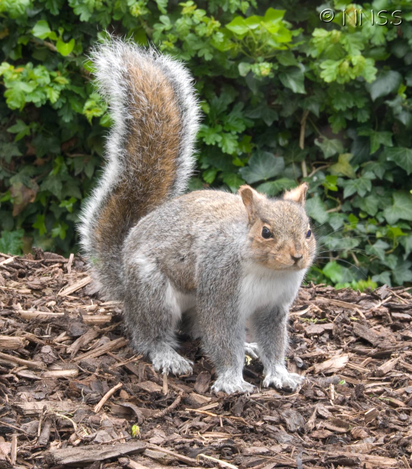 Invasive Species | Ring of Gullion AONB