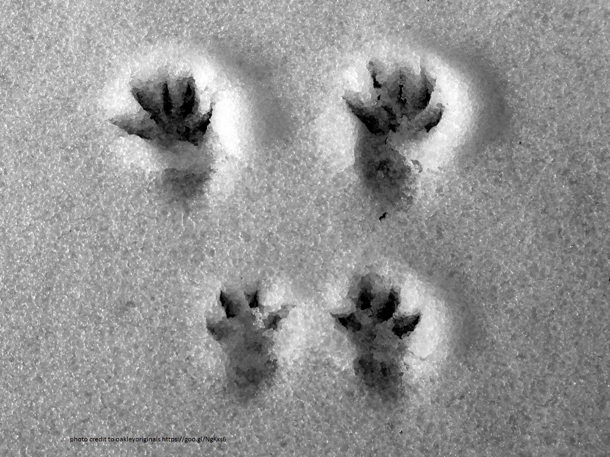 Who goes there? Wildlife Tracks and Trails | Ring of Gullion AONB