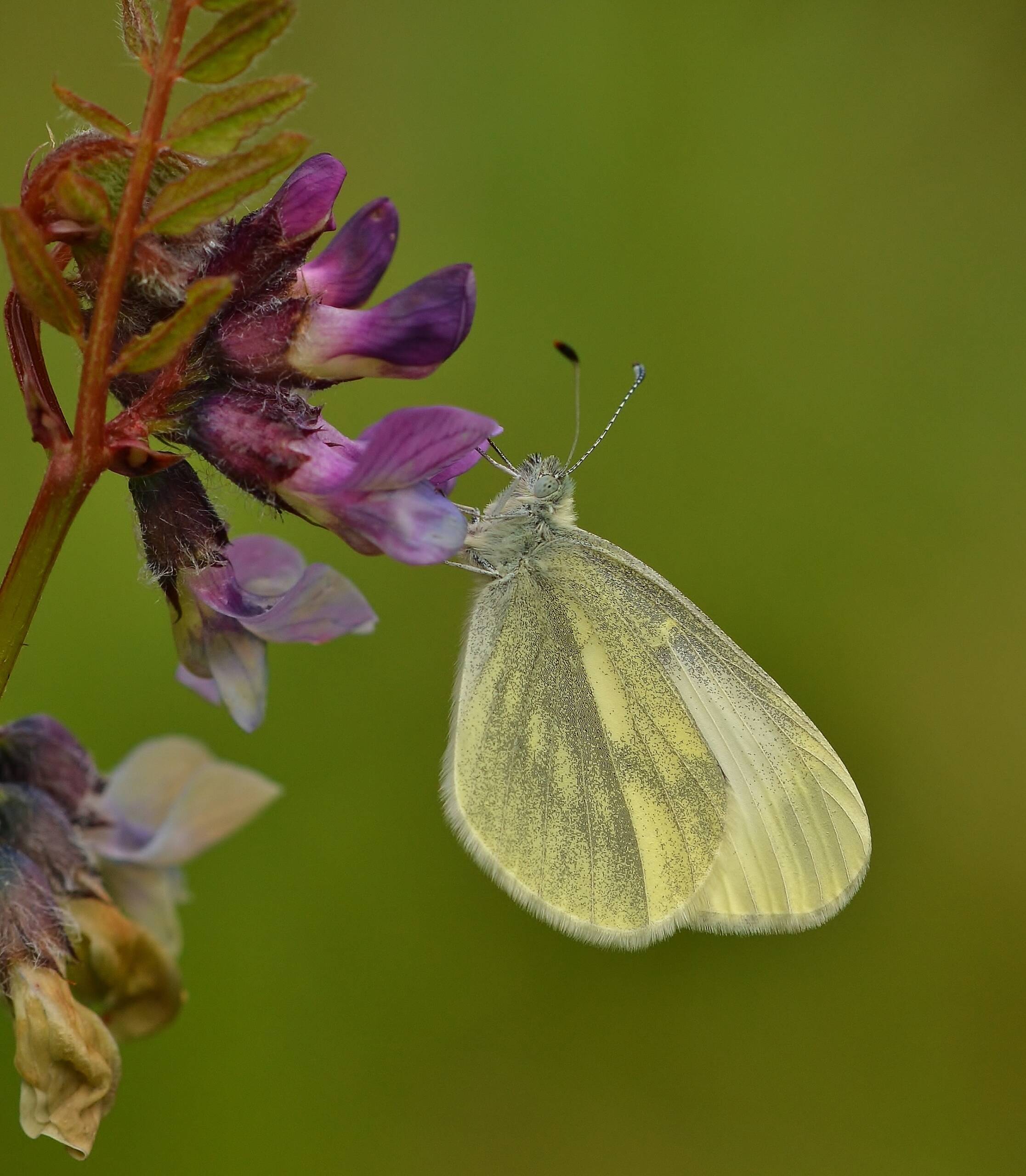 Cryptic Wood Whites & Butterfly Recording | Ring of Gullion AONB