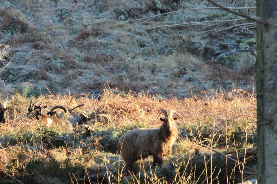 Species in Gullion | Ring of Gullion AONB