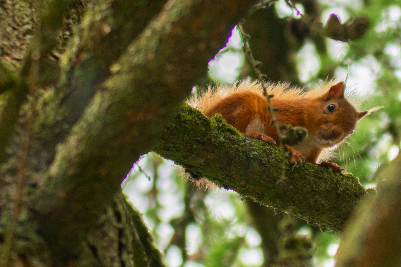 Red Squirrels | Ring of Gullion AONB
