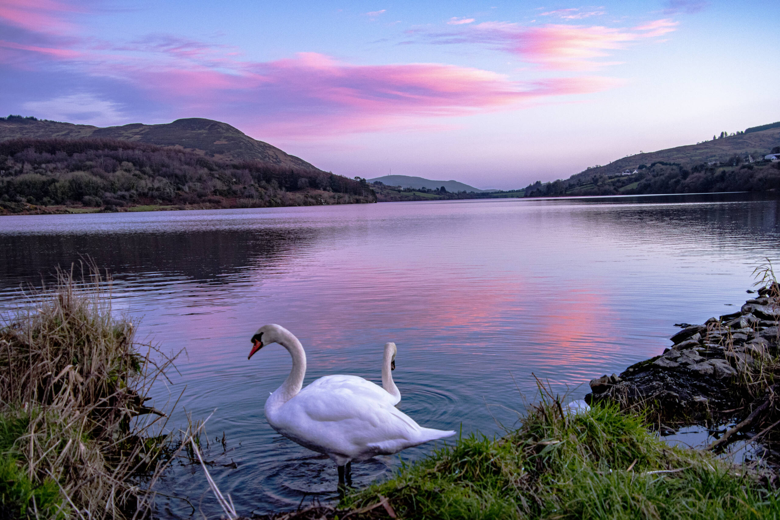 Identify Species in the Ring of Gullion AONB | Ring of Gullion AONB