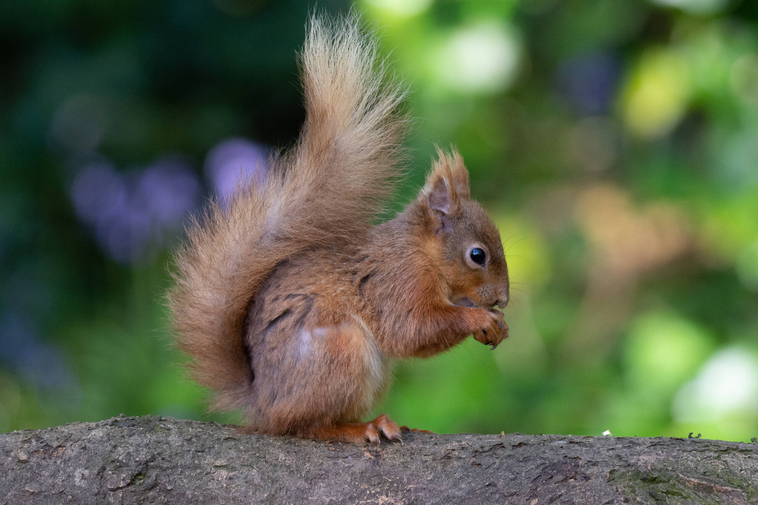 Biodiversity - Strangford and Lecale AONB