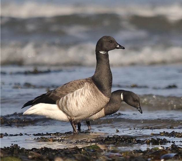 Share the Shore - Strangford and Lecale AONB