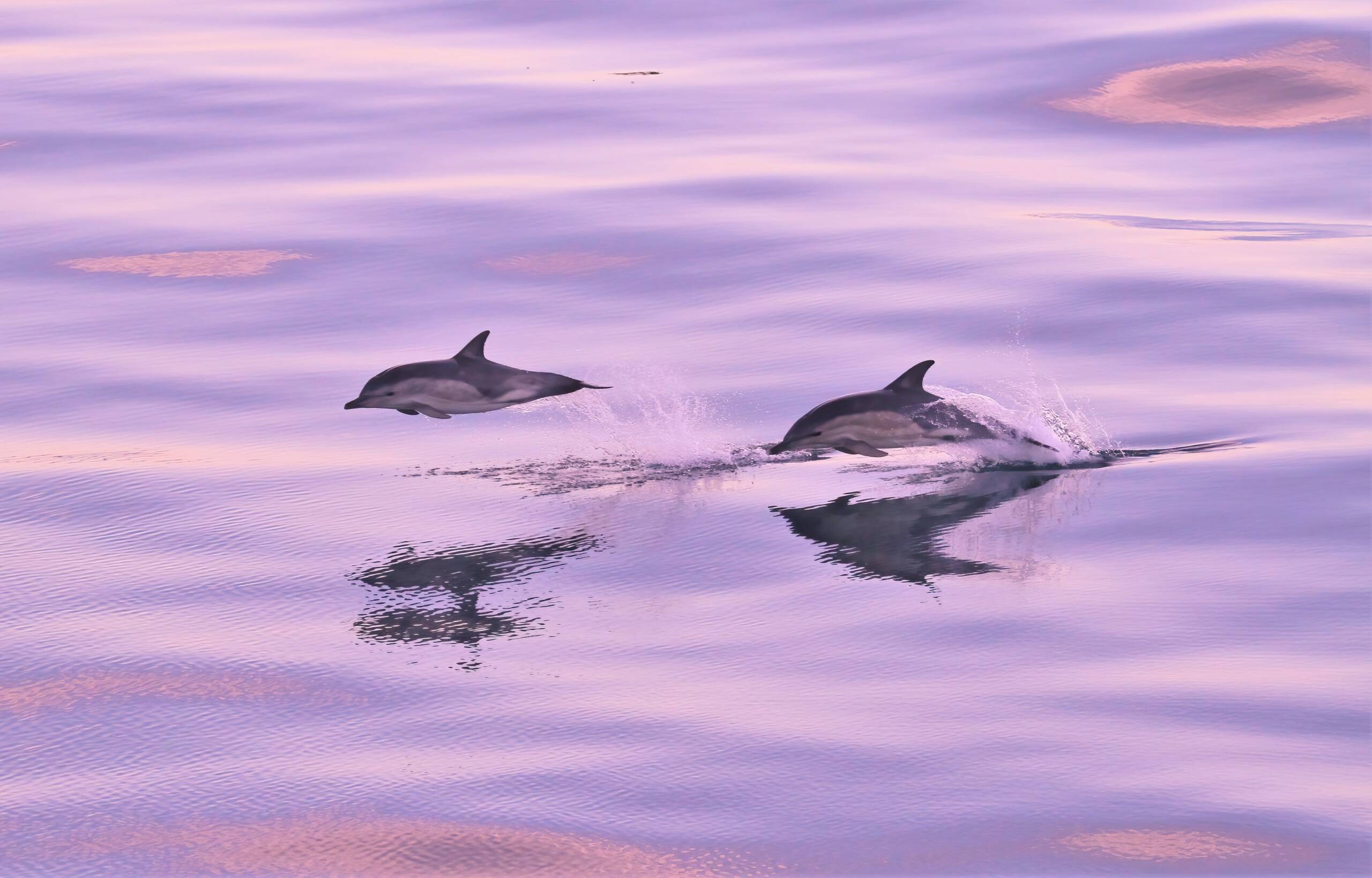 Watch out for Wildlife Crime - Marine Wildlife Disturbance - Strangford ...