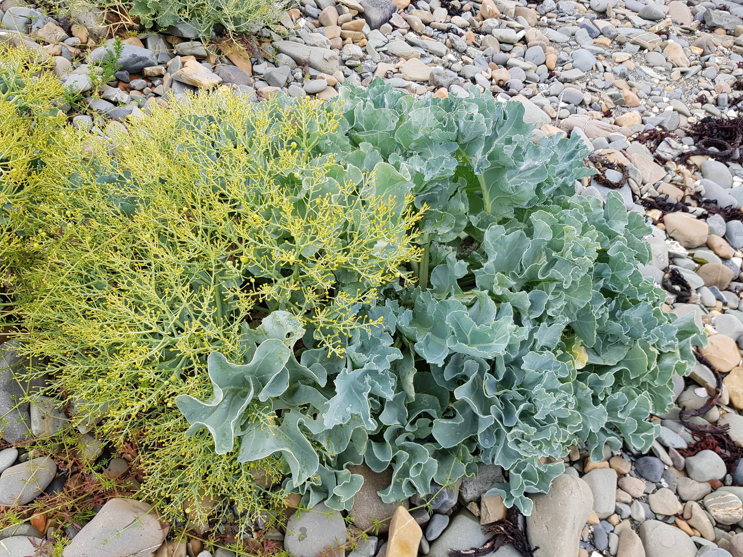 Coast Care – Protect Our Coastal Plants - Strangford and Lecale AONB