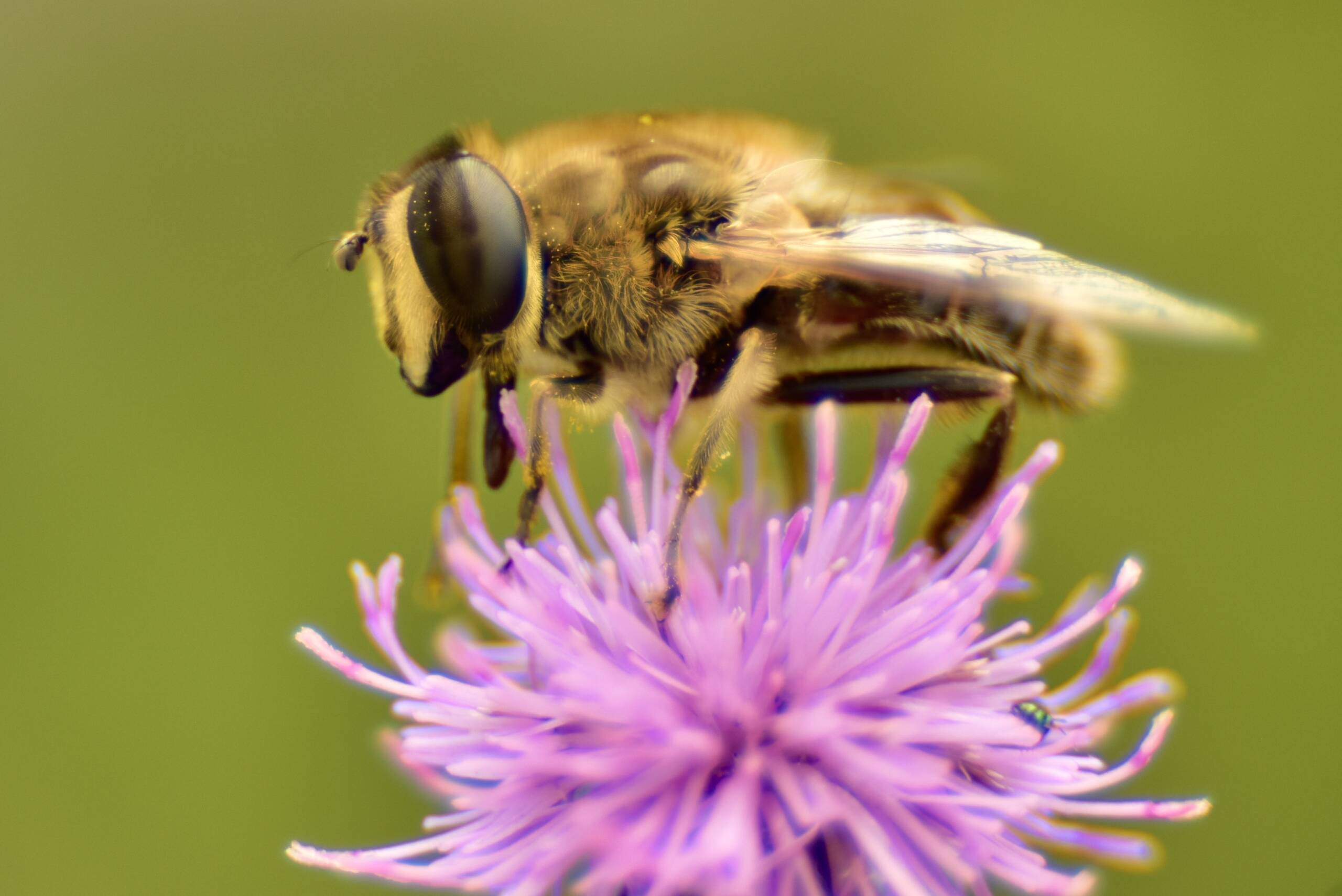 Portaferry Biodiversity Trail - Strangford and Lecale AONB