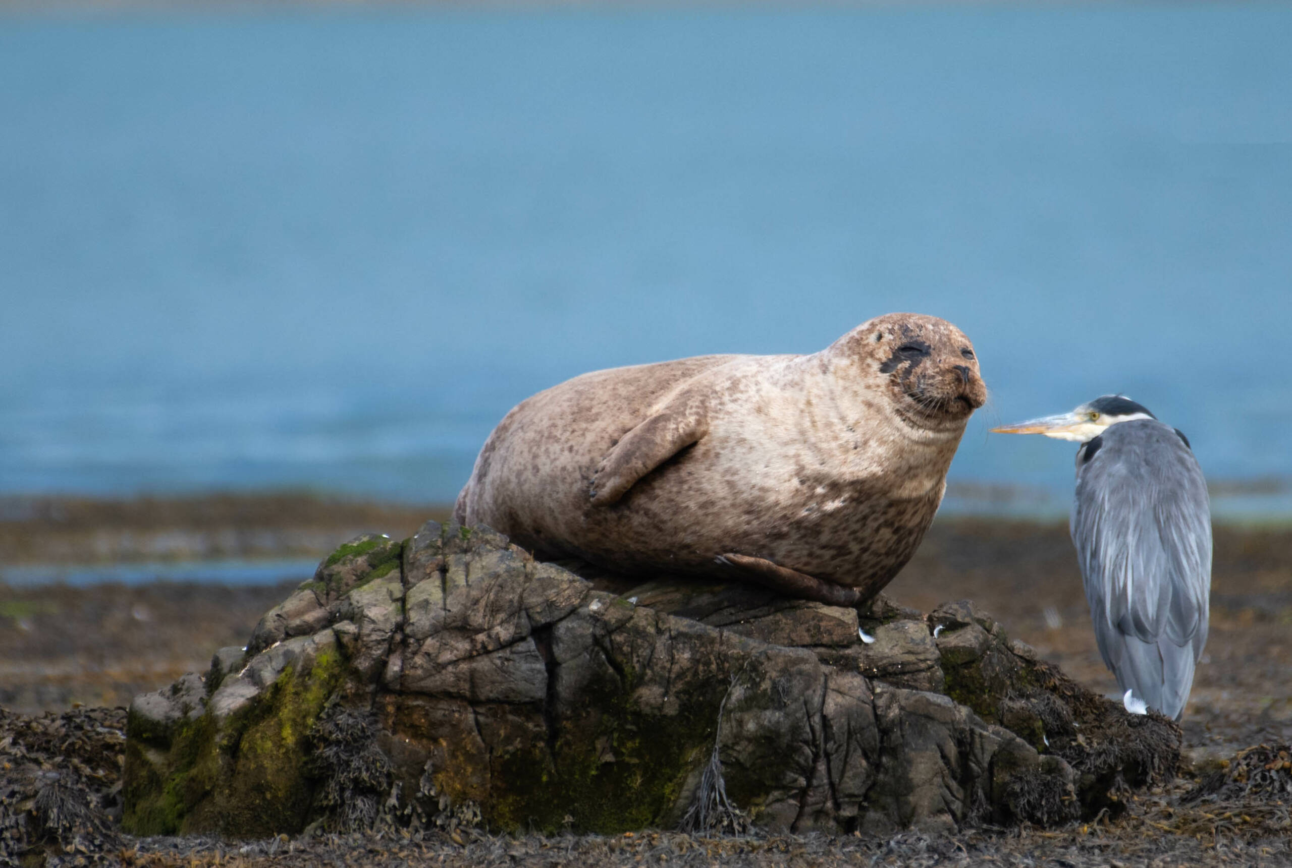 Marine Wildlife Disturbance Guidance - Strangford and Lecale AONB