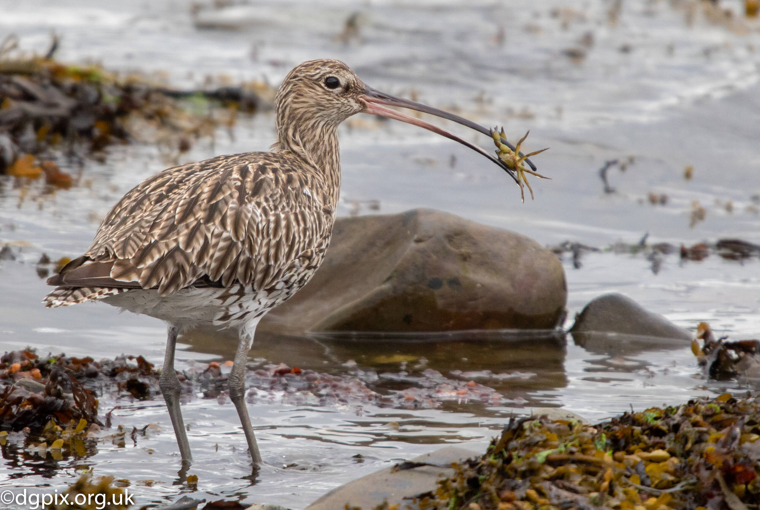 Record your Wildlife Sightings - Strangford and Lecale AONB