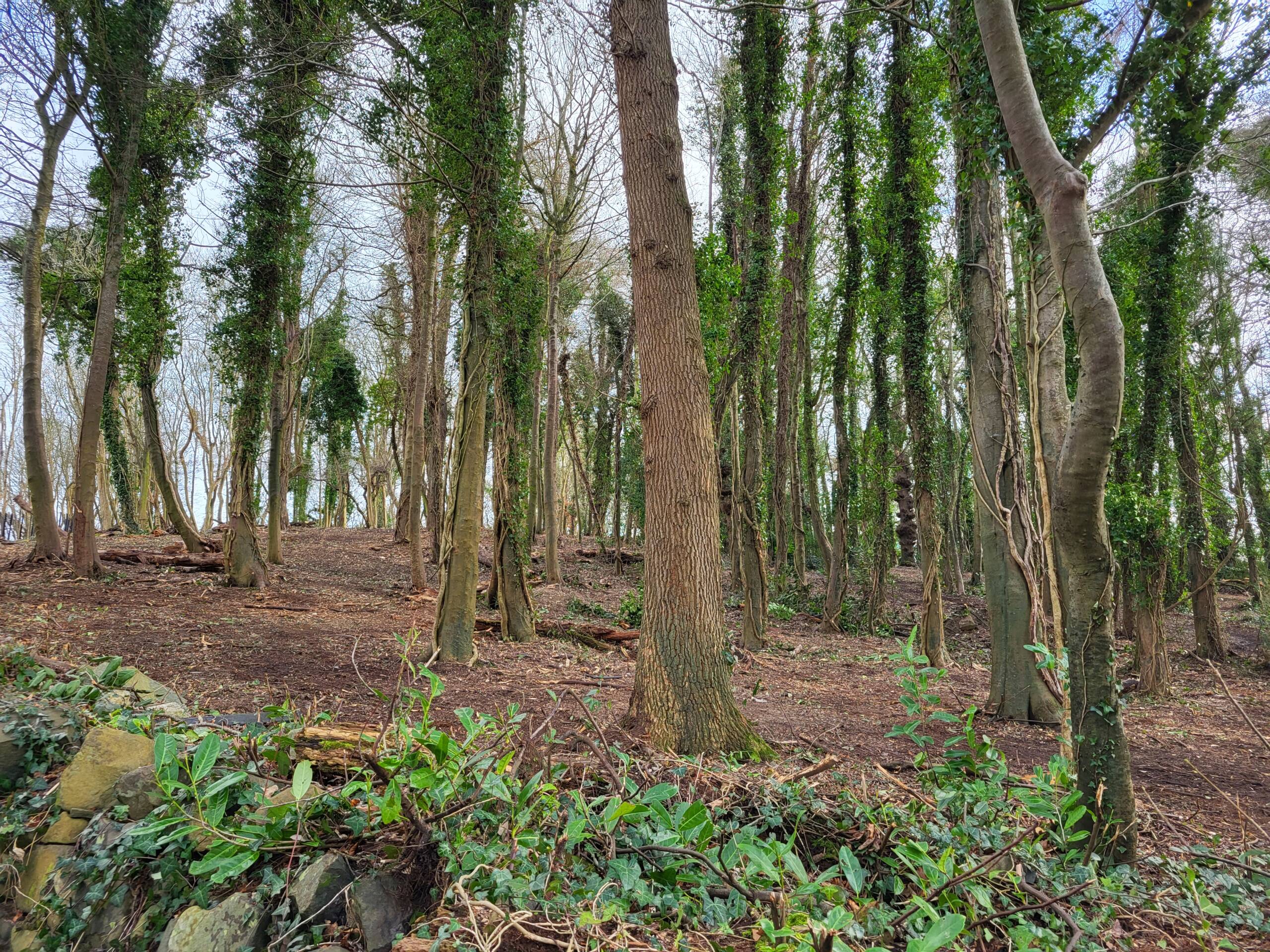 Phase 1 of the Restoration of Ancient Woodland at Delamont Now Complete ...